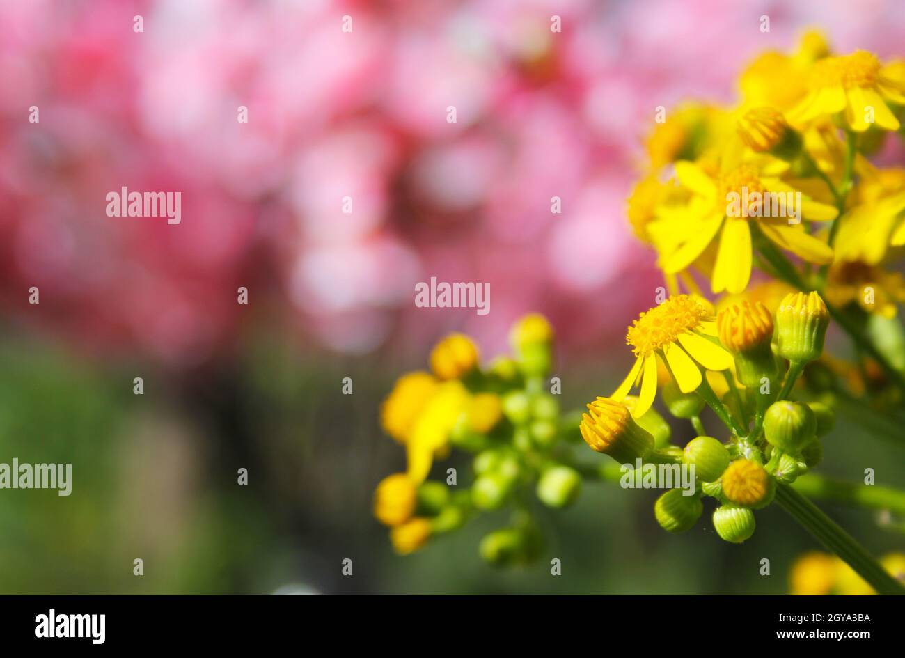 Cressleaf Groundsel Yellow Flowers Packera glabella in Summer Meadow ...