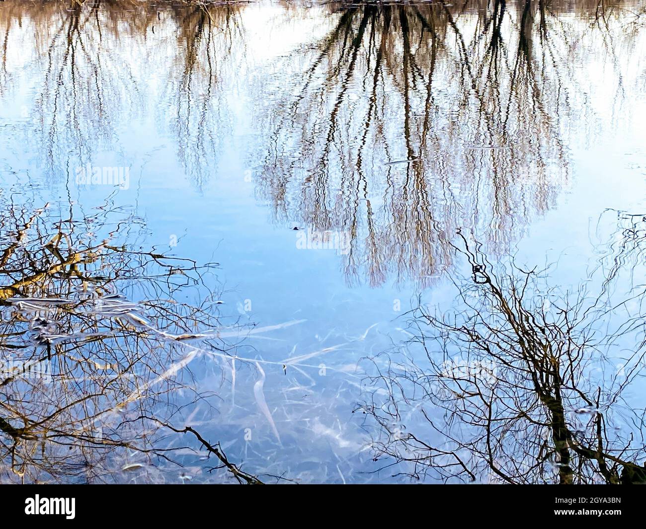 Reflections of dry trees and branches on a calm lake during daylight Stock Photo - Alamy