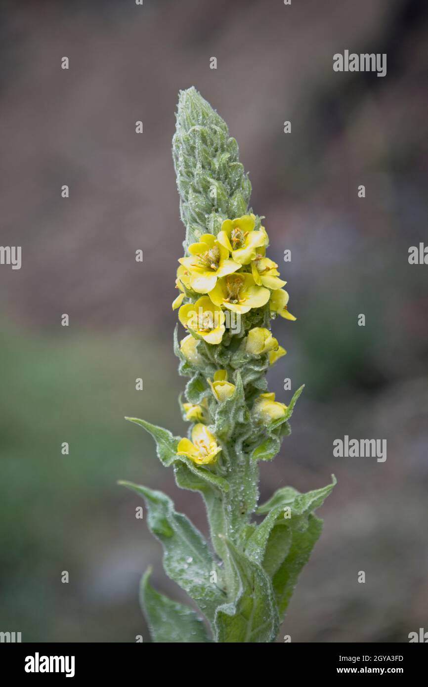 A close up of the little yellow flowers on the stalk of a common ...