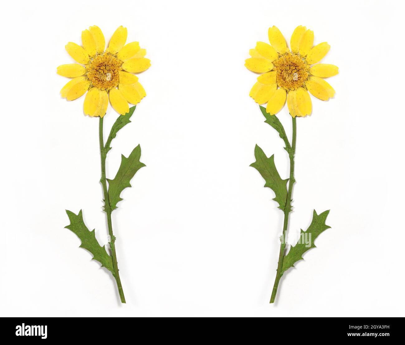 Frame yellow dandelion flowers Cut Out Stock Images & Pictures - Alamy