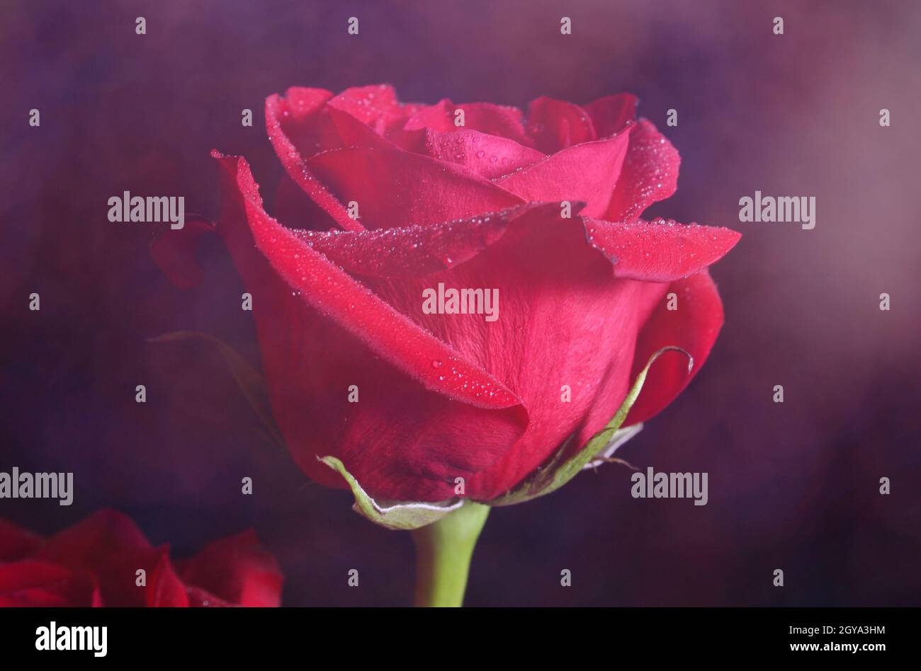 Rose with Dramatic Lighting and Dark Background Stock Photo - Alamy