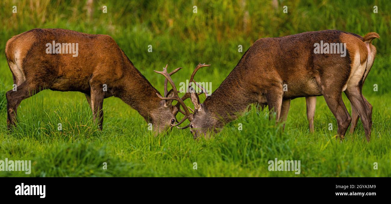 Wild red deer in Western Norway Stock Photo - Alamy
