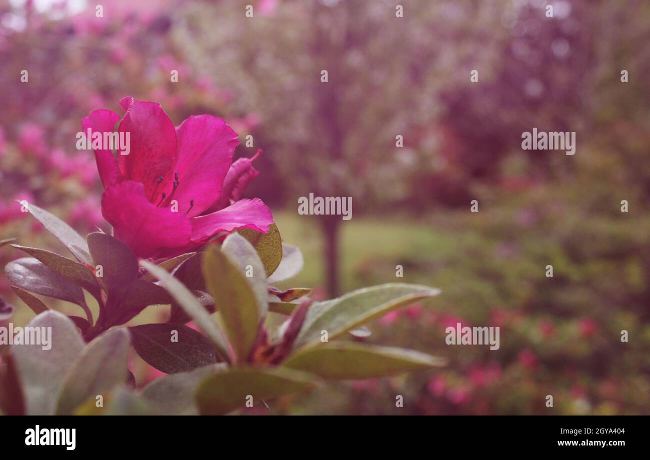 Azalea Flowers with Vintage Pink Bokeh Stock Photo - Alamy