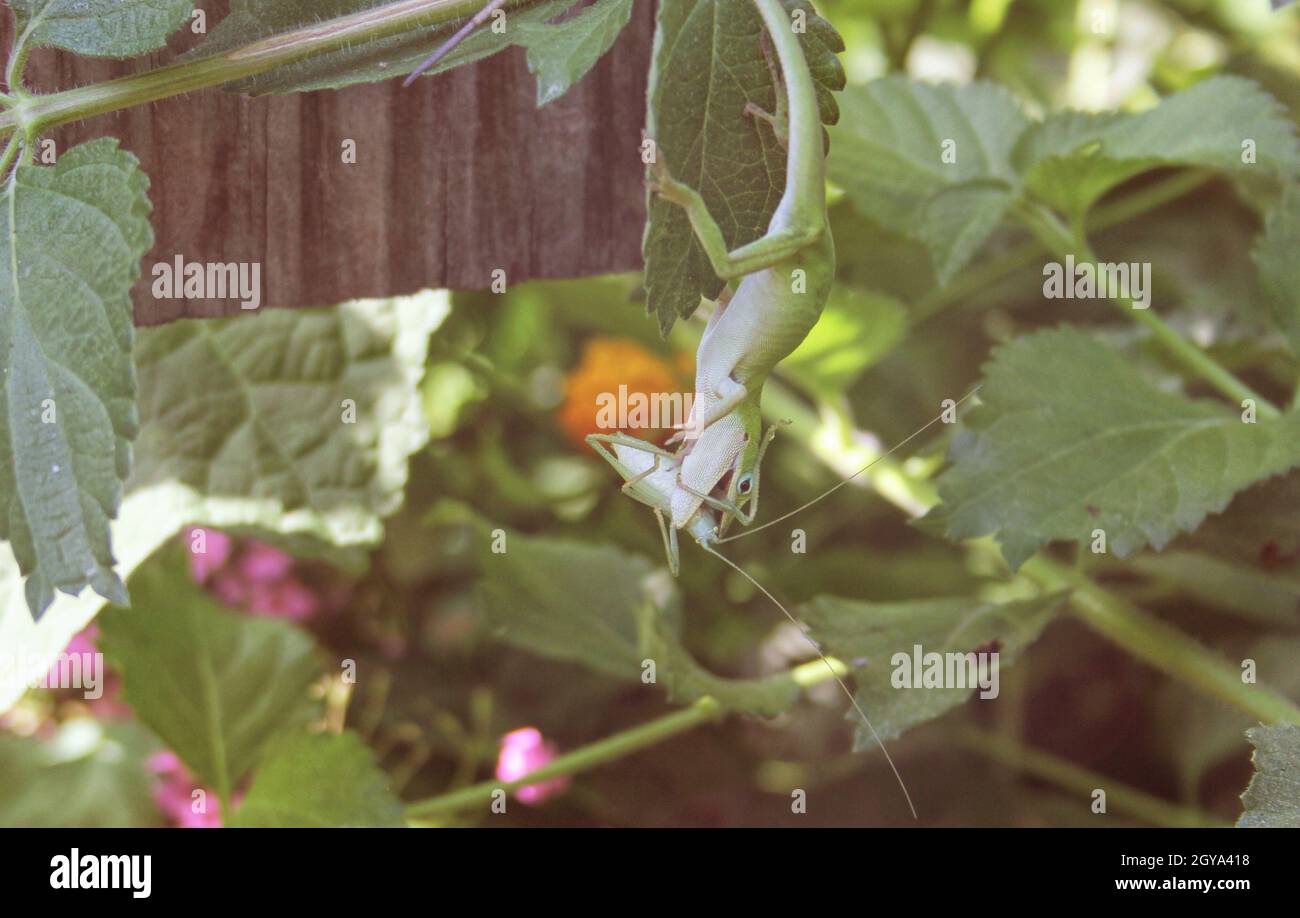 Green Anole Lizard Anolis carolinensis eating a Katydid also called ...