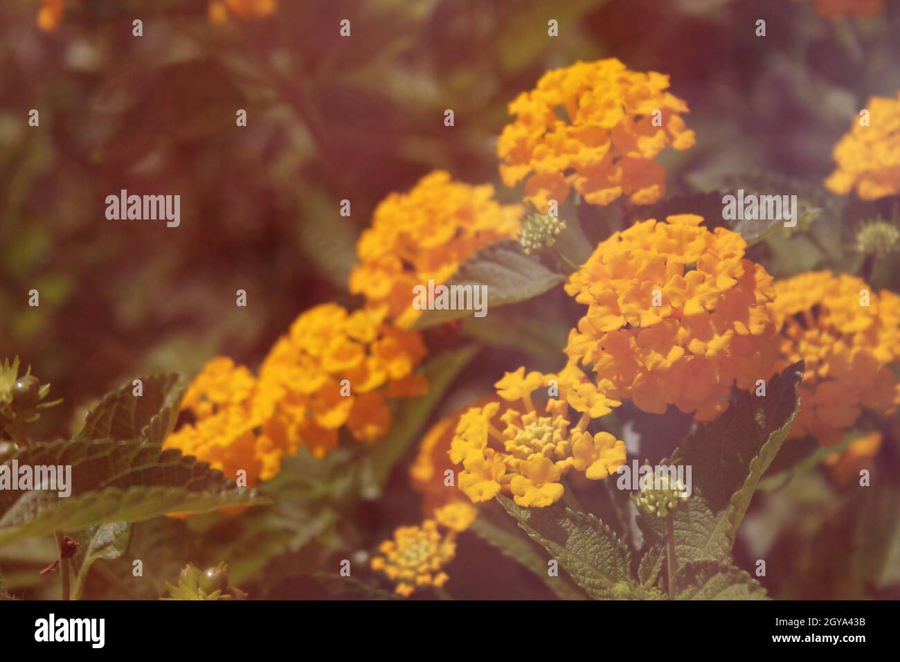 Yellow Lantana Camara Flowers in Bright Sun Stock Photo - Alamy