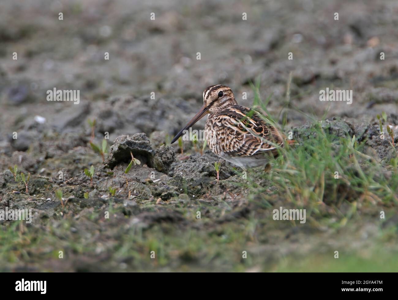 Pintail Snipe (Gallinago stenura) adult standing on marsh ground Sri ...