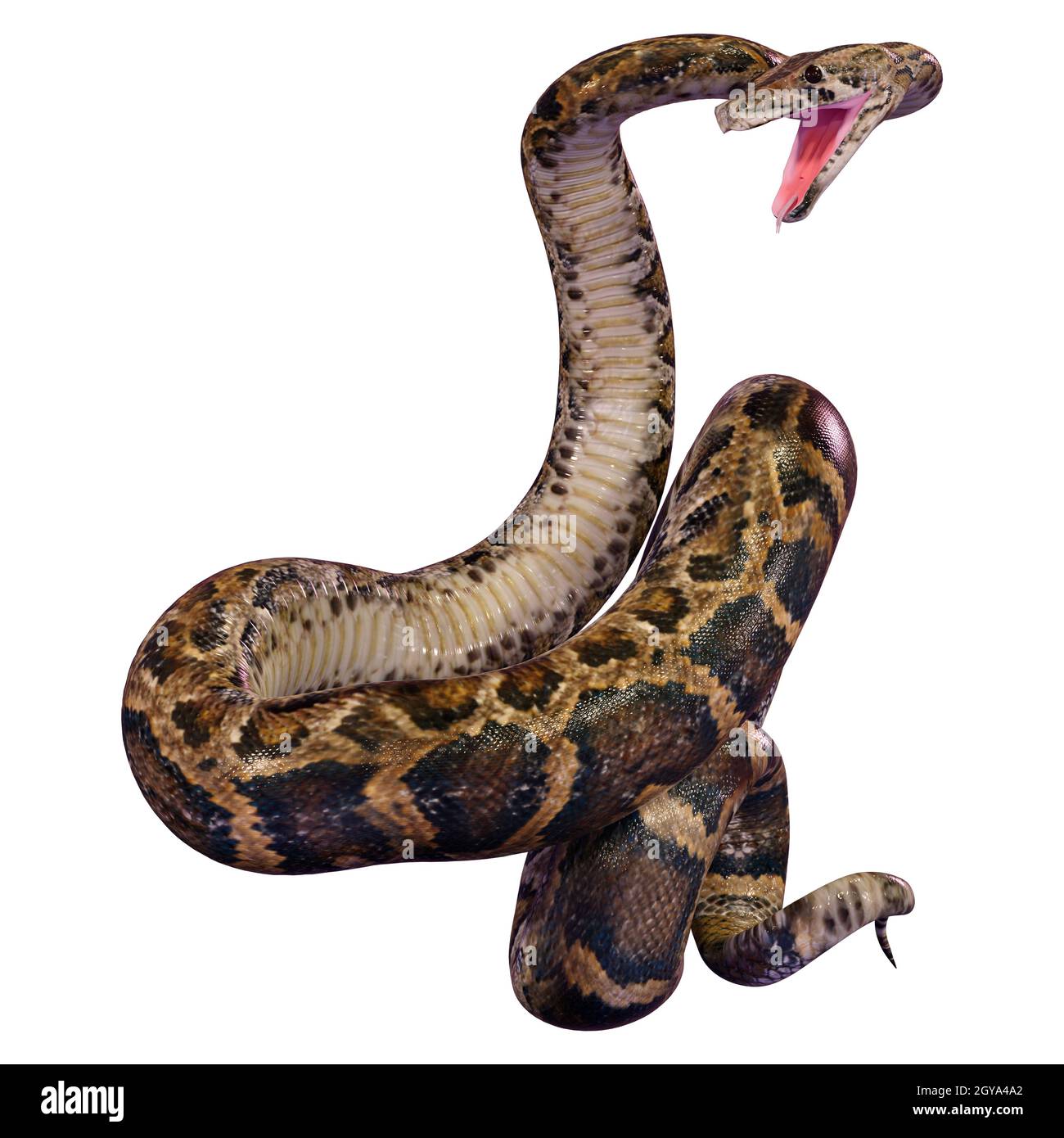 3D rendering of a Burmese python or Python bivittatus, one of the ...