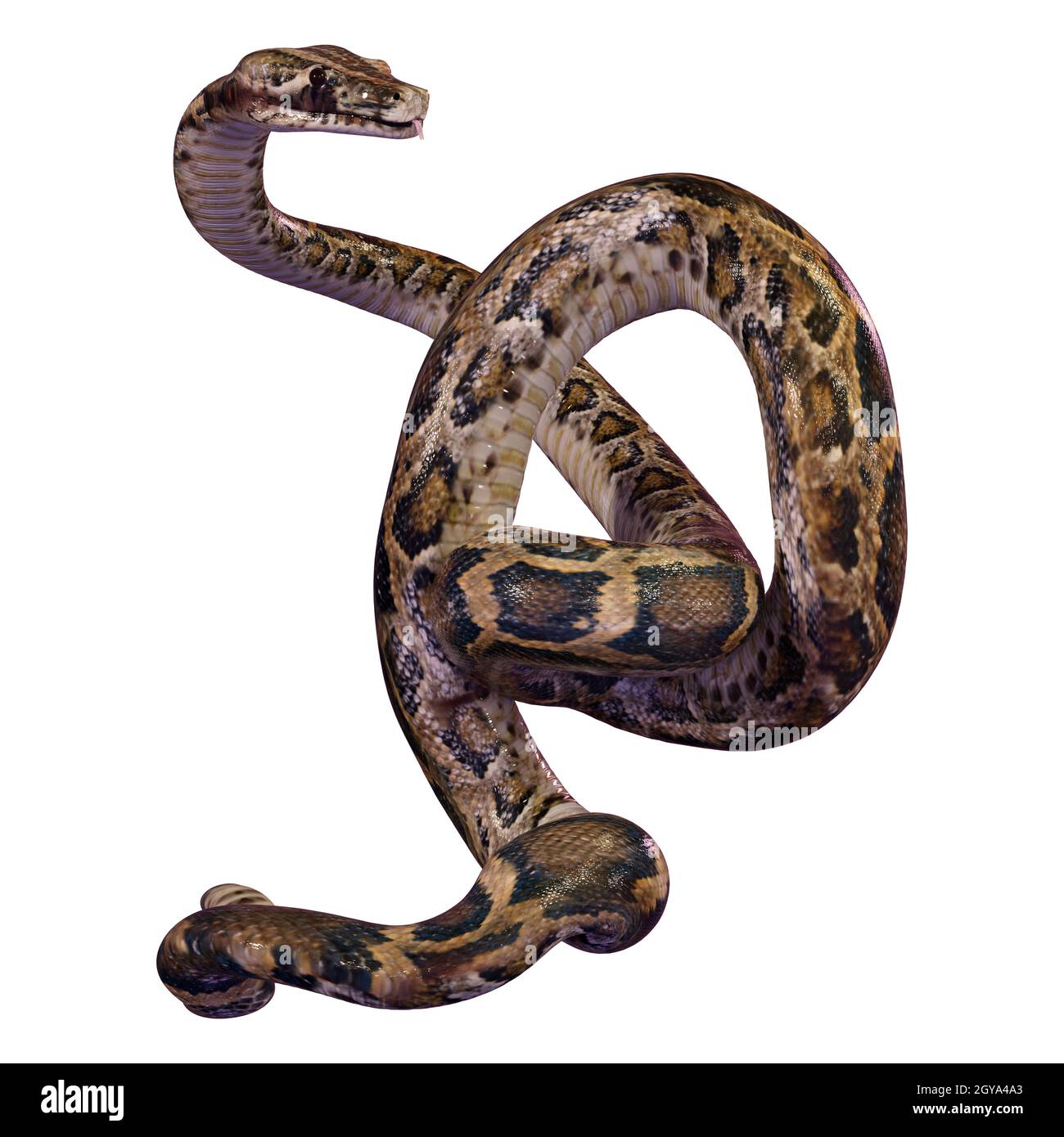 3D rendering of a Burmese python or Python bivittatus, one of the ...