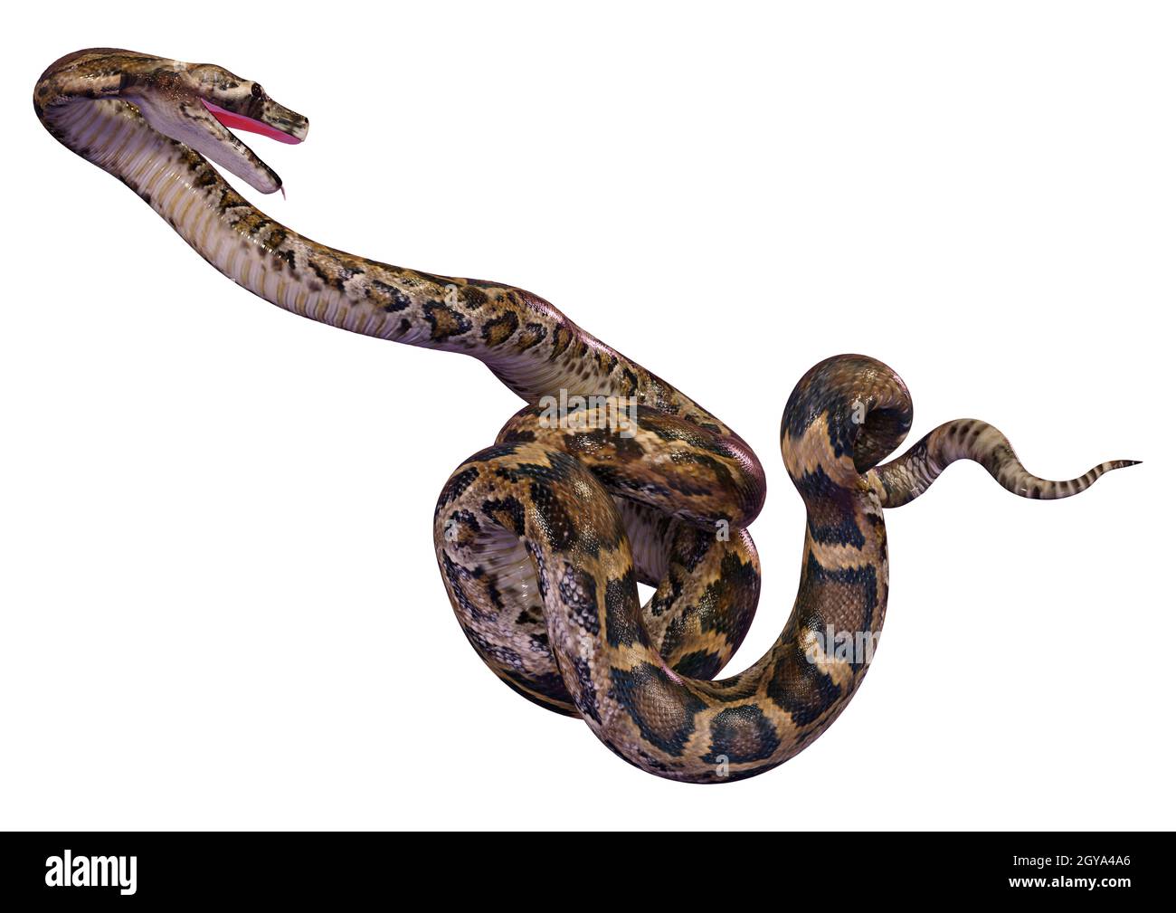 3D rendering of a Burmese python or Python bivittatus, one of the ...