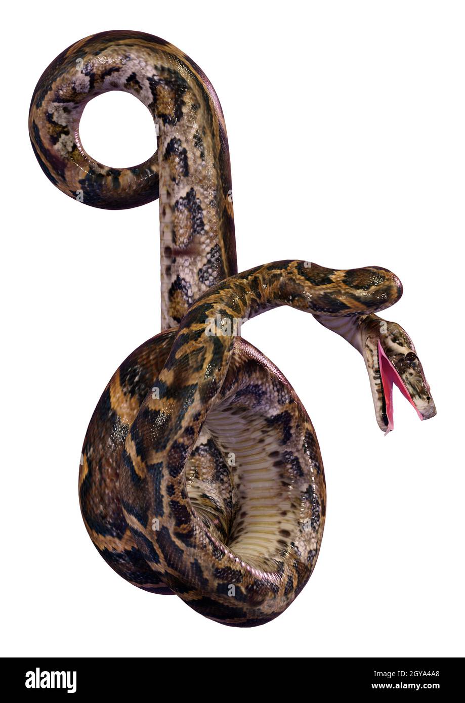 3D rendering of a Burmese python or Python bivittatus, one of the ...