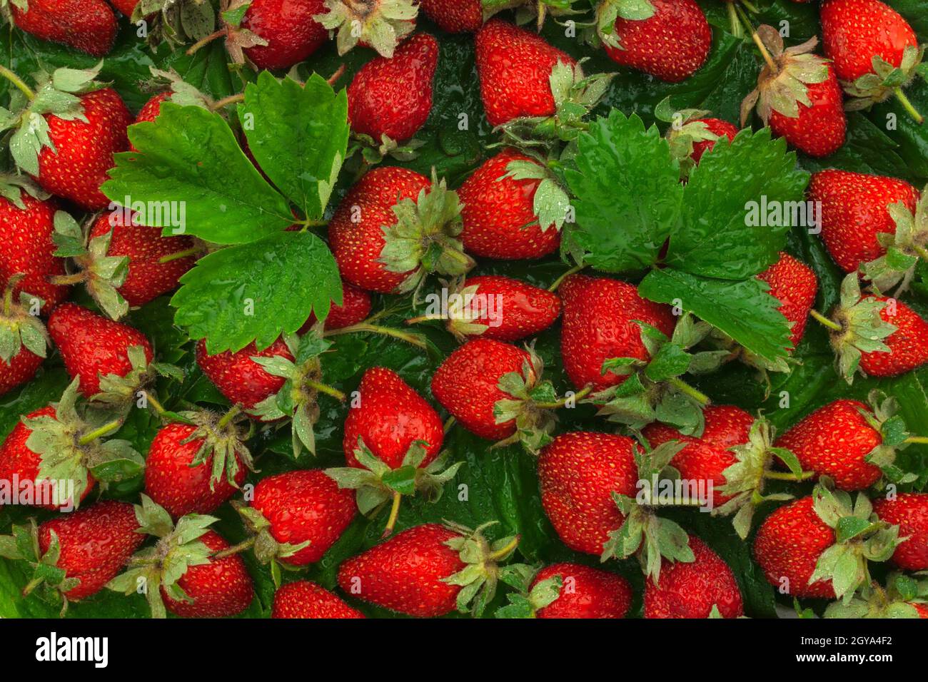 strawberry lying on the leaves, can be used as background Stock Photo ...