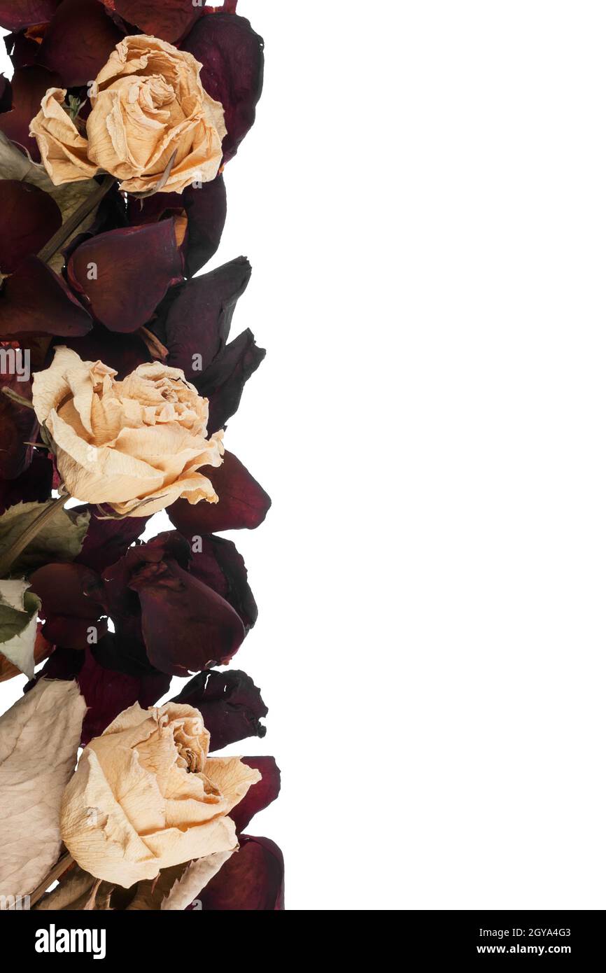 Dried roses isolated on white background Stock Photo - Alamy