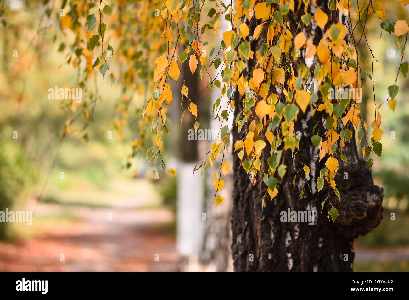 Birch tree branches in fall color hi-res stock photography and images ...