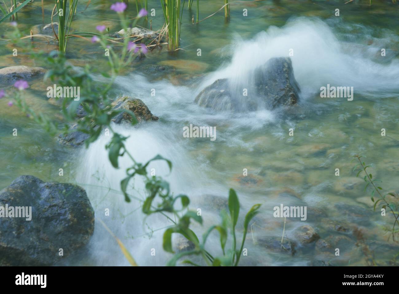 Water flowing from stream with vegetation Stock Photo - Alamy