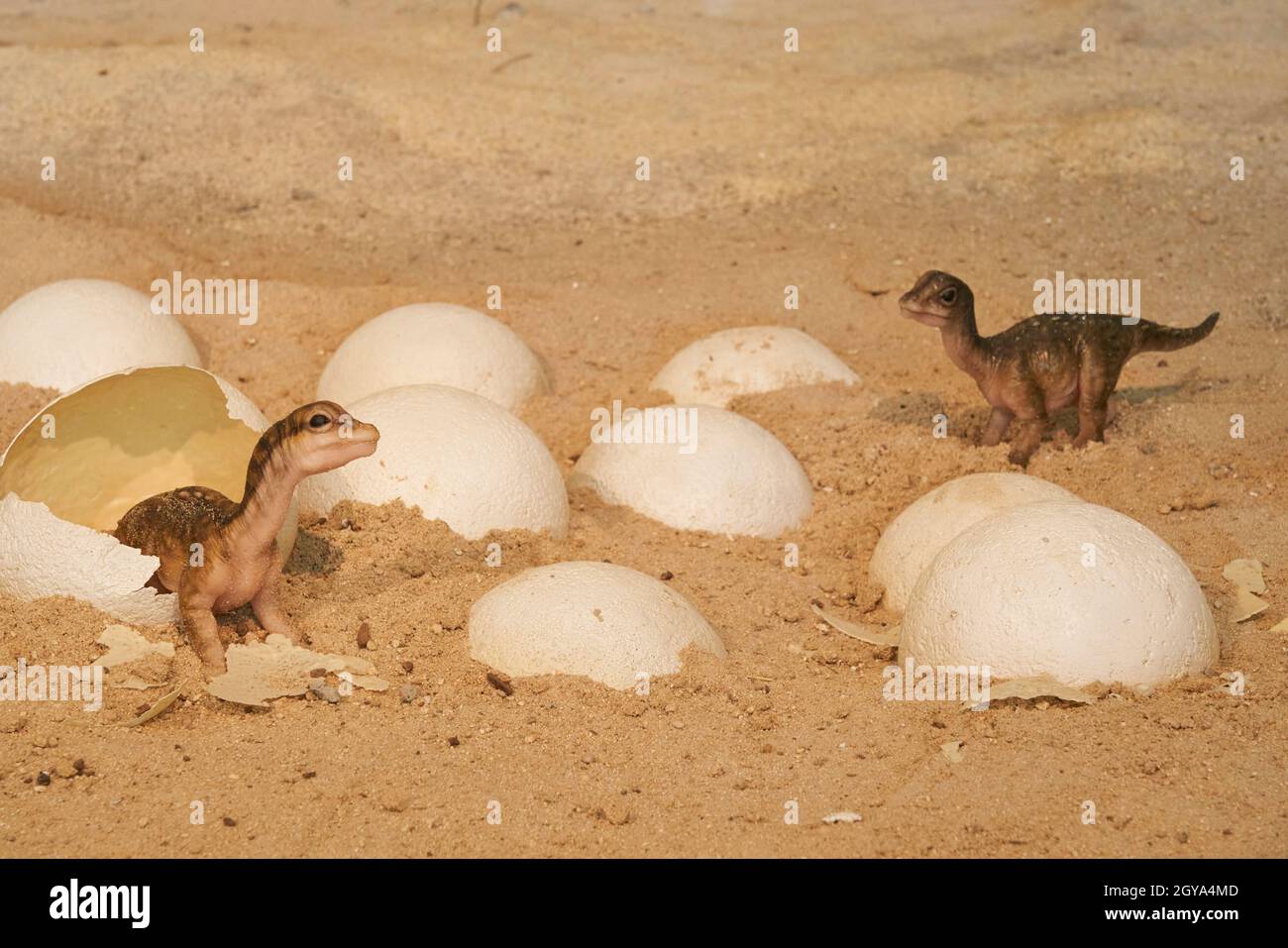 Replica of newborn dinosaurs in the Paleontological Museum of Cuenca ...