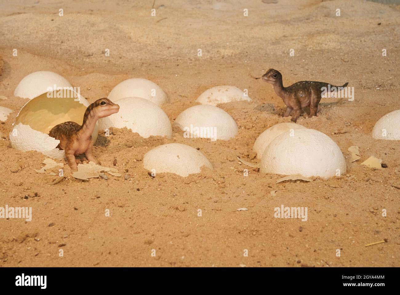 Replica of newborn dinosaurs in the Paleontological Museum of Cuenca ...