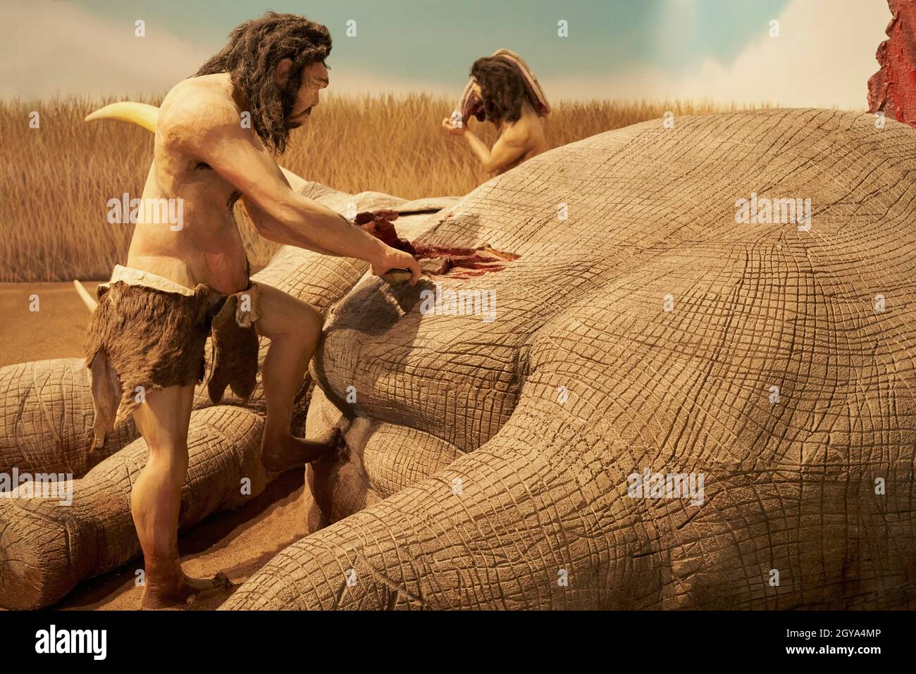 Replica of prehistoric man getting food from an animal in the ...