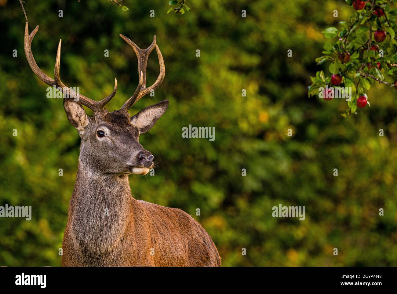 Wild red deer in Western Norway Stock Photo - Alamy
