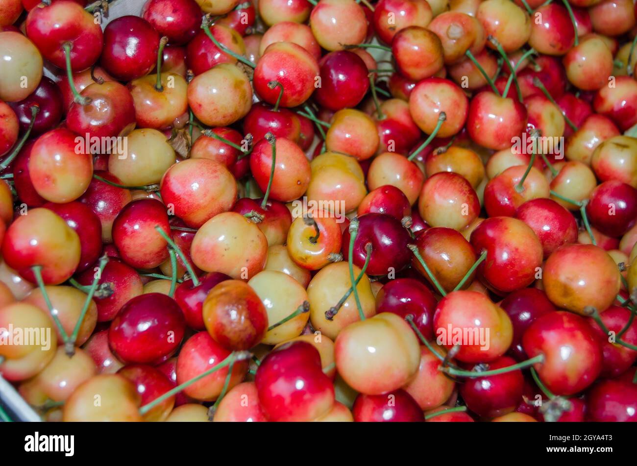 Ripe yellow rainier cherries at a fruit stall in the market Stock Photo ...