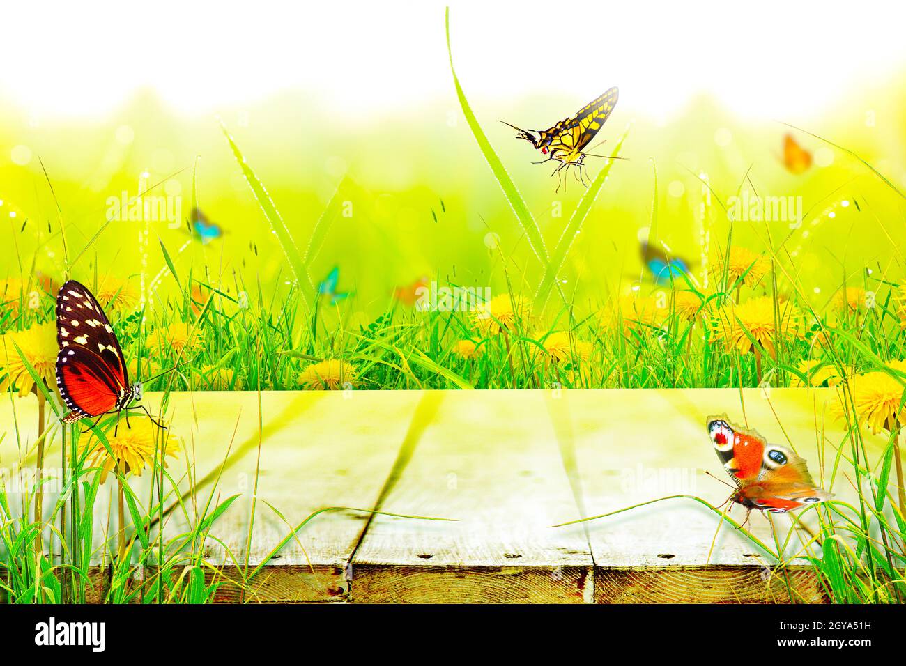 Butterfly in the morning hi-res stock photography and images - Alamy