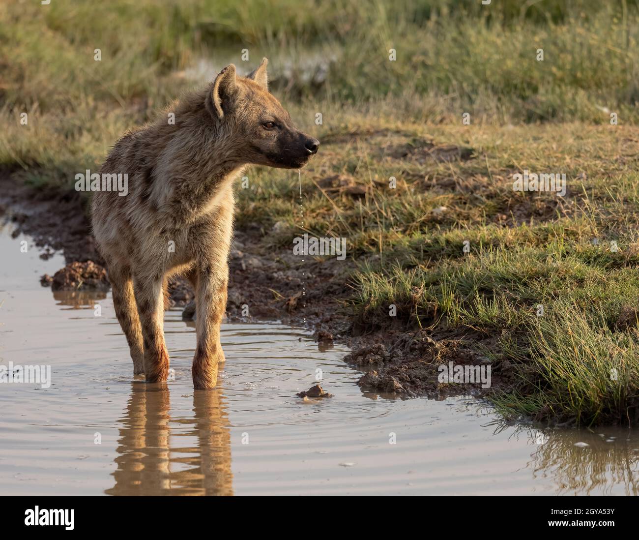 Hyena in Kenya, Africa Stock Photo - Alamy
