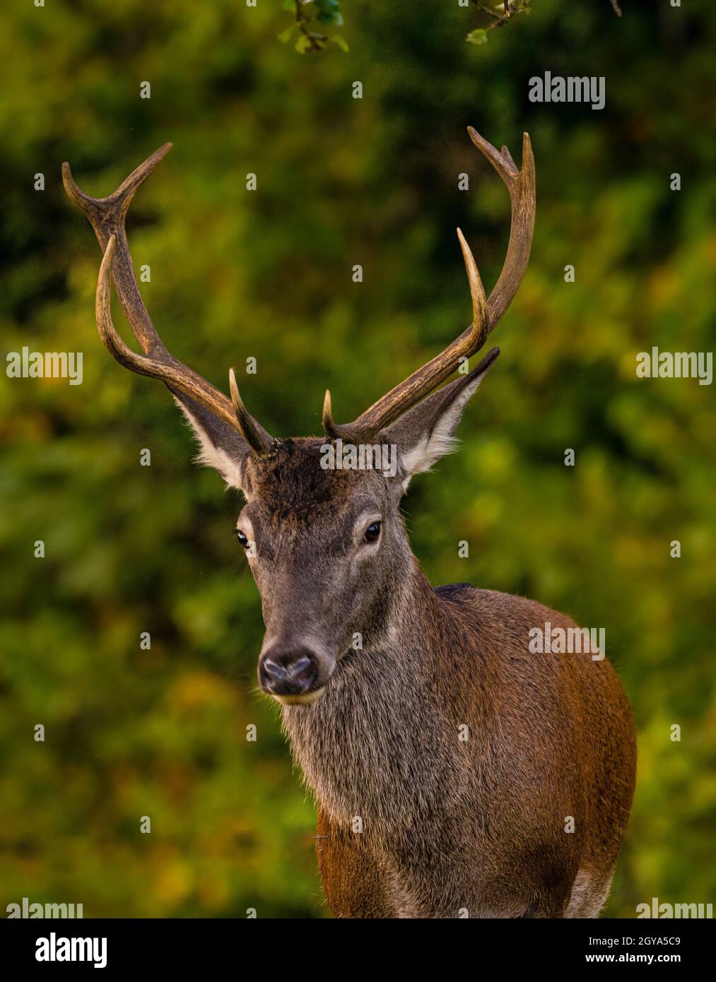 Wild red deer in Western Norway Stock Photo - Alamy