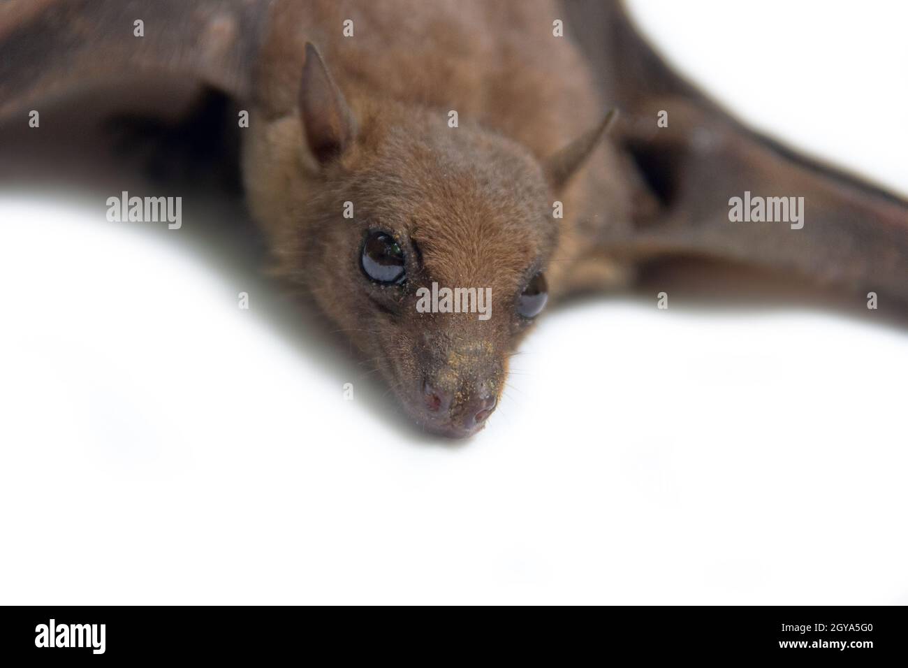 Young flying Fox on white background isolated Stock Photo - Alamy