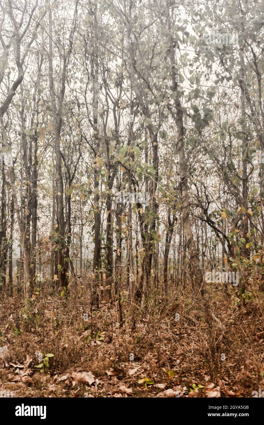 Tropical mountain forest in winter during the dry season, deciduous and ...