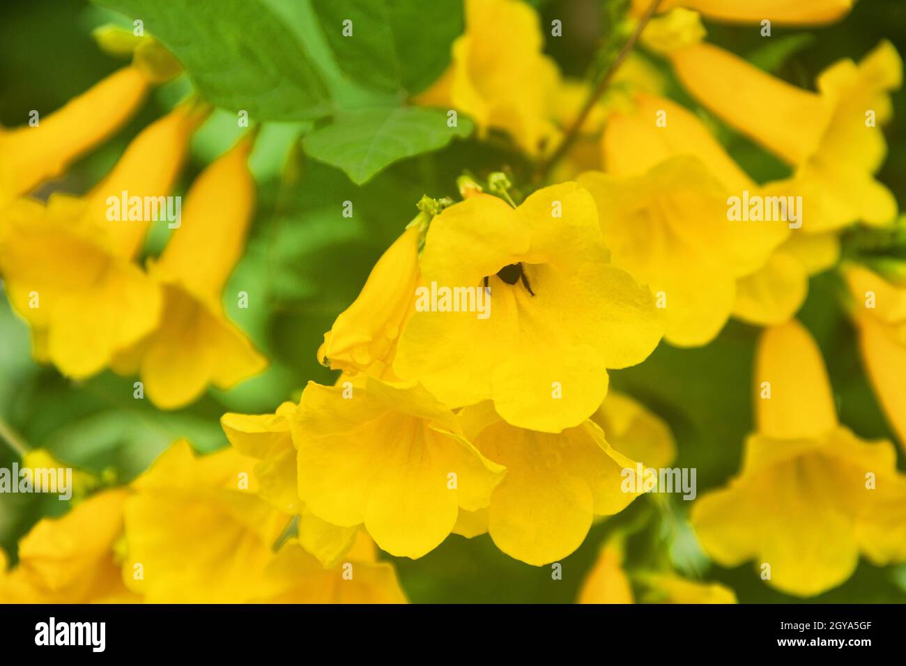 Common trumpet creeper (Campsis radicans) variety Flava Stock Photo - Alamy