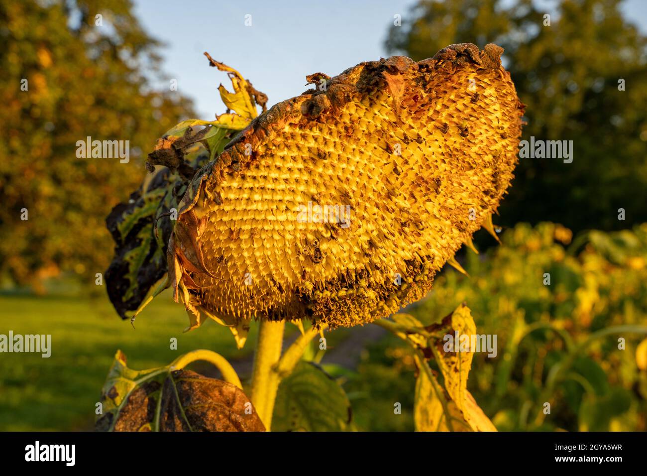Sunflower seeds drop to the ground Stock Photo - Alamy