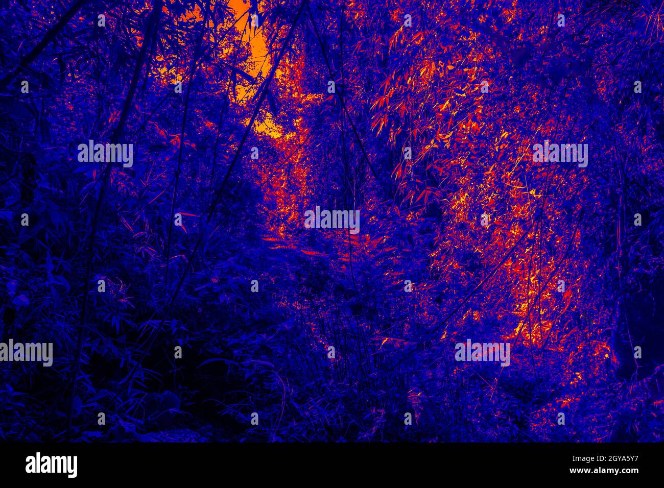 National park. Thermal imager used. Mysterious and frightening jungle ...