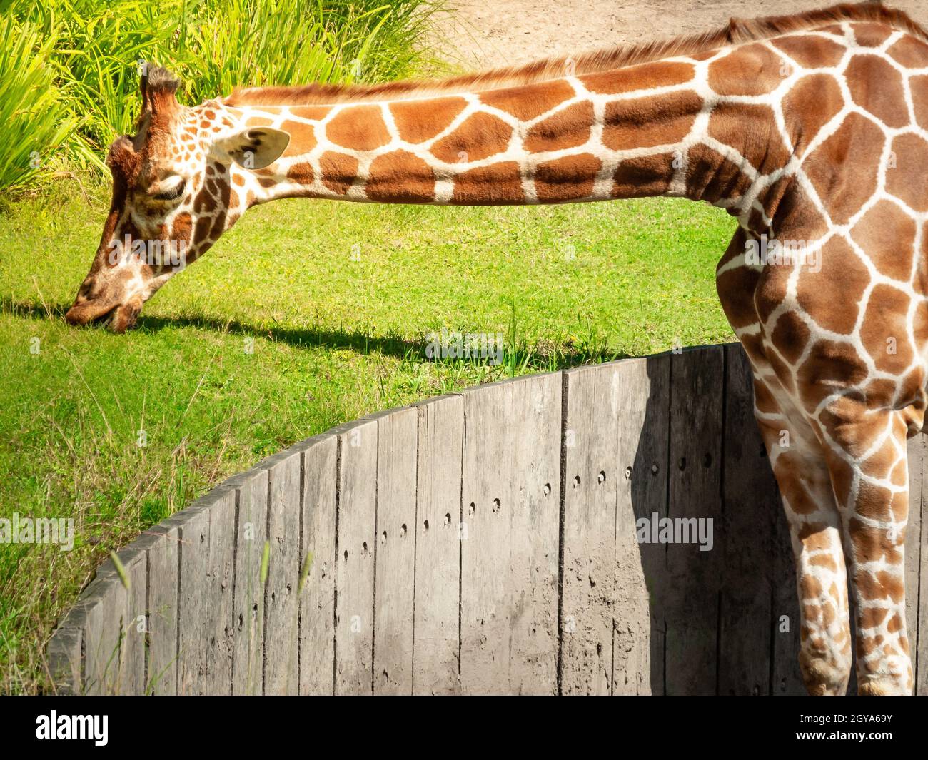 A big graceful african exotic giraffe with long tall elegant neck and ...