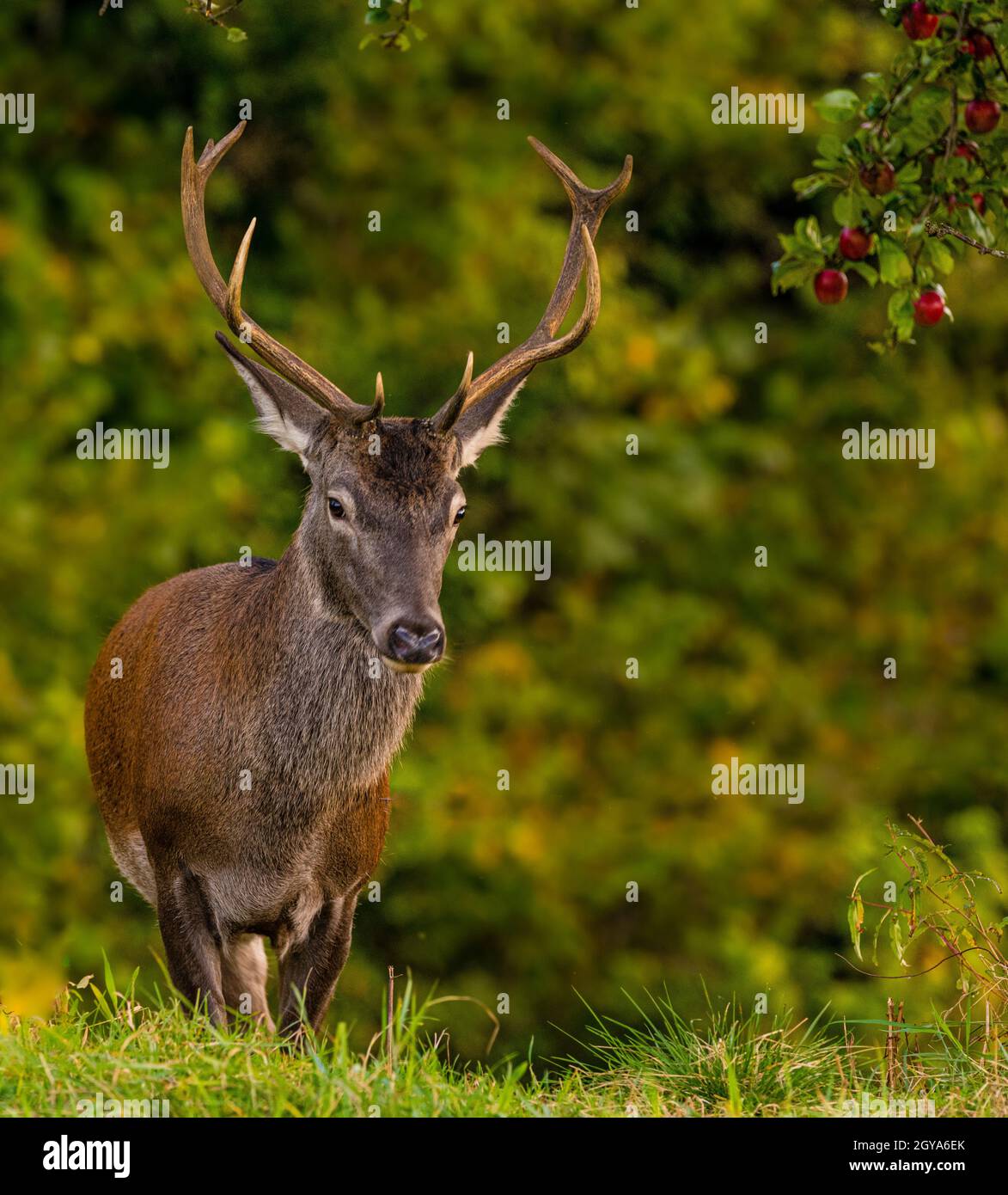Wild red deer in Western Norway Stock Photo - Alamy