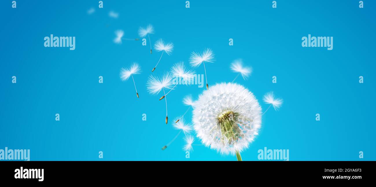 Beautiful dreamy spring nature background with dandelion Stock Photo ...