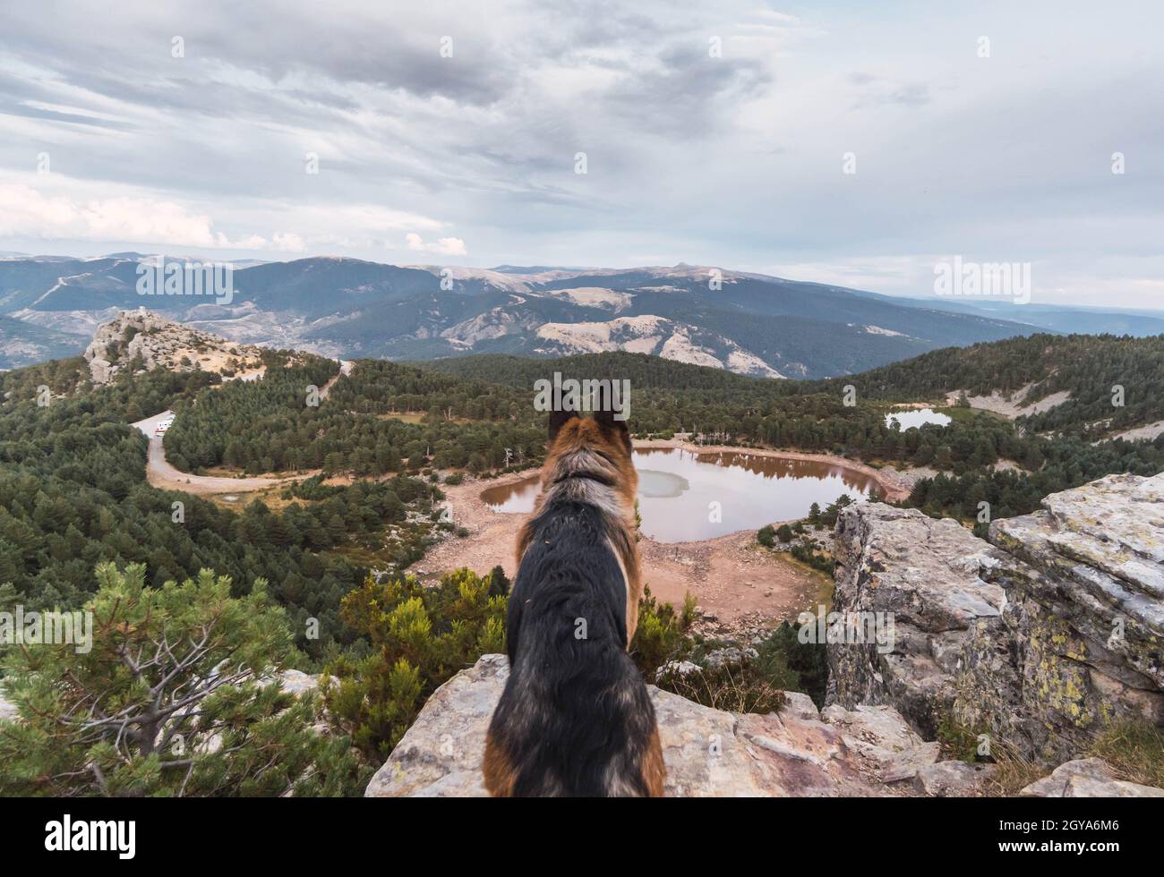 rear view of german shepherd in a lake and mountains landscape Stock ...