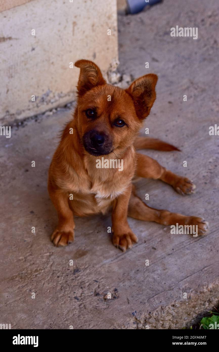 Adorable ginger puppy sitting on the ground Stock Photo - Alamy