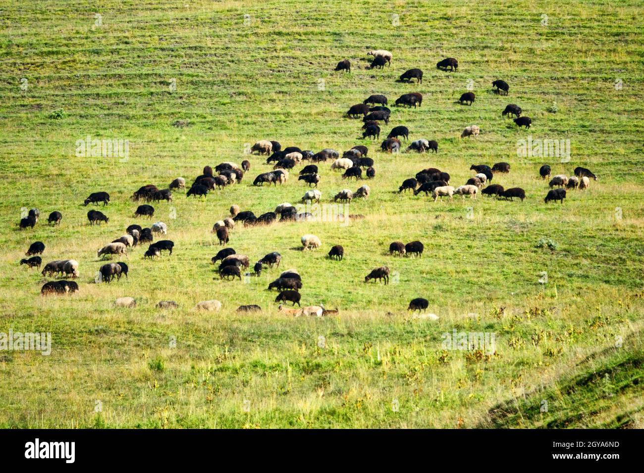 Broad Tailed Sheep High Resolution Stock Photography and Images - Alamy
