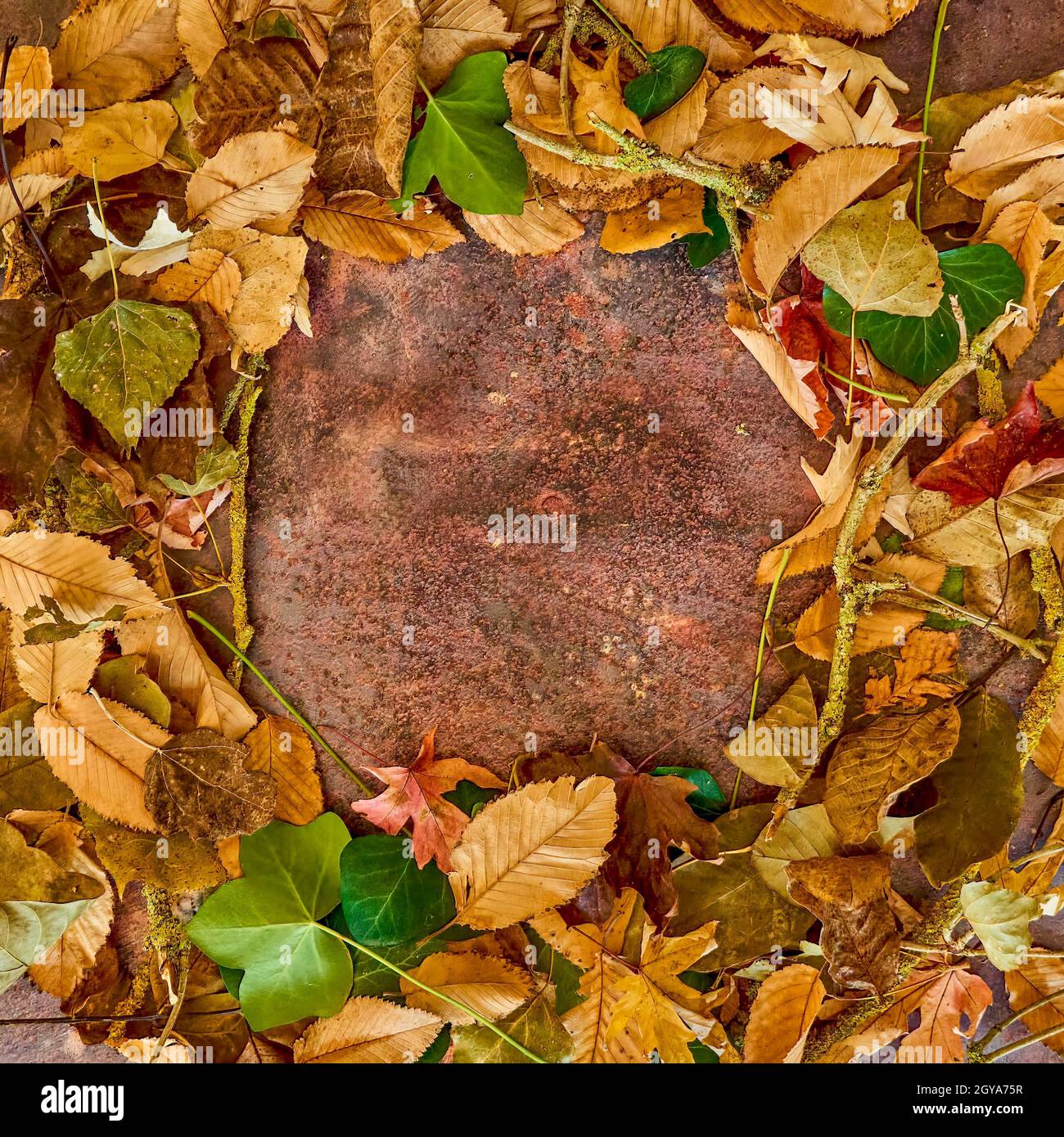 Autumn pattern made dry hi-res stock photography and images - Alamy