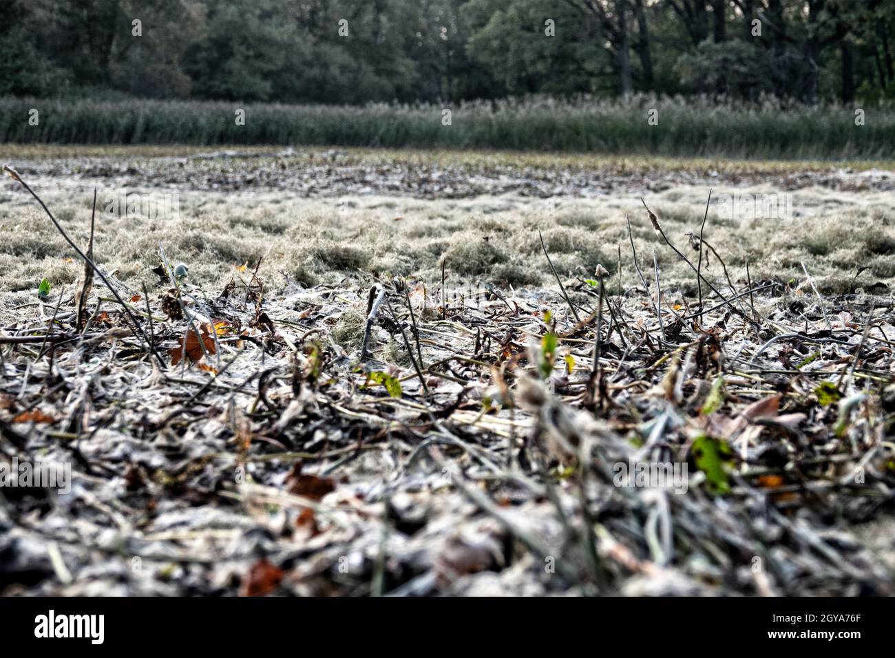 Drying up the lake - ephemeral impounded body Stock Photo - Alamy