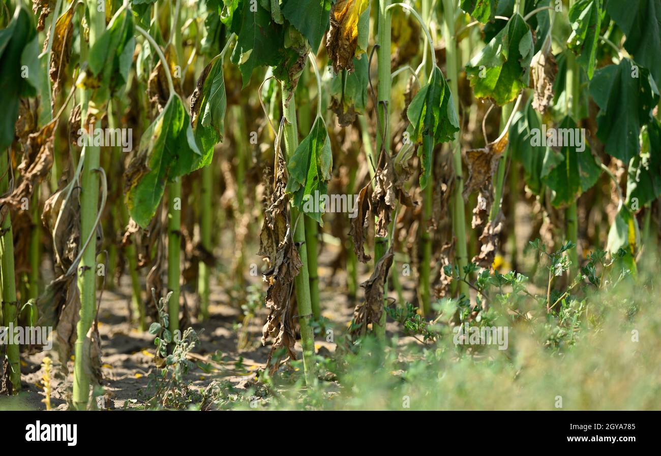 the green stems of the sunflower grow in a row, the leaves have ...
