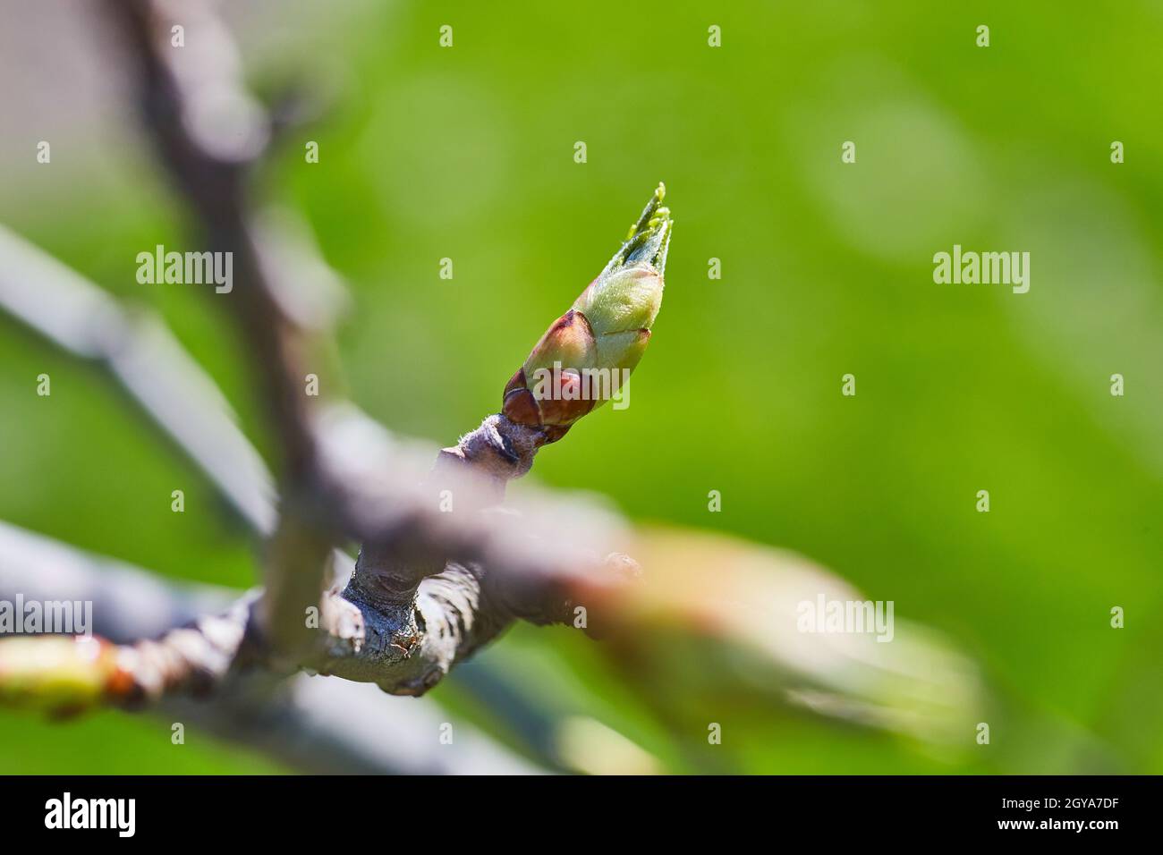 First green bud on a tree in spring Stock Photo - Alamy