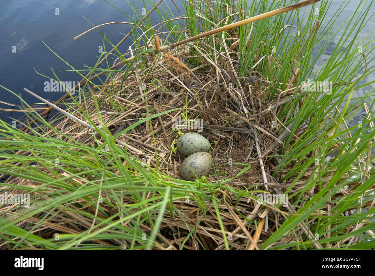 Common gull (Larus canus) nests on separate sedge hummocks in the ...