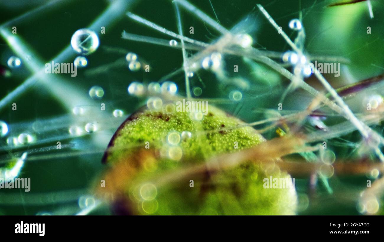Aqua bio background with particles of plant origin ultra macro ...