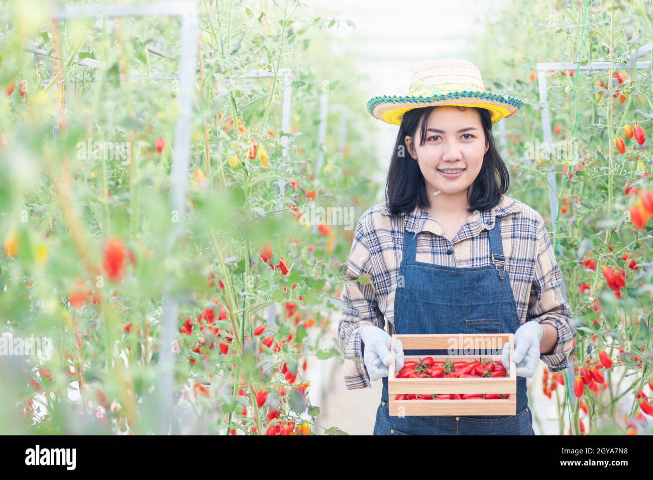 Portrait of farmer young woman in uniform smiling holding fresh red tomatoes on hands after ...