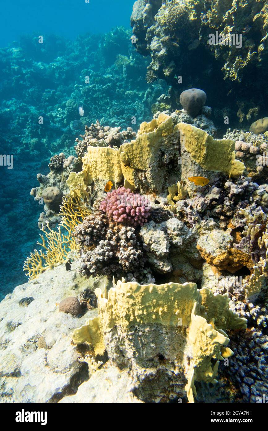 Colorful coral reef at the bottom of tropical sea, hard corals ...
