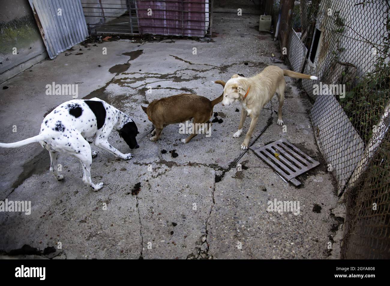 Locked animals hi-res stock photography and images - Alamy