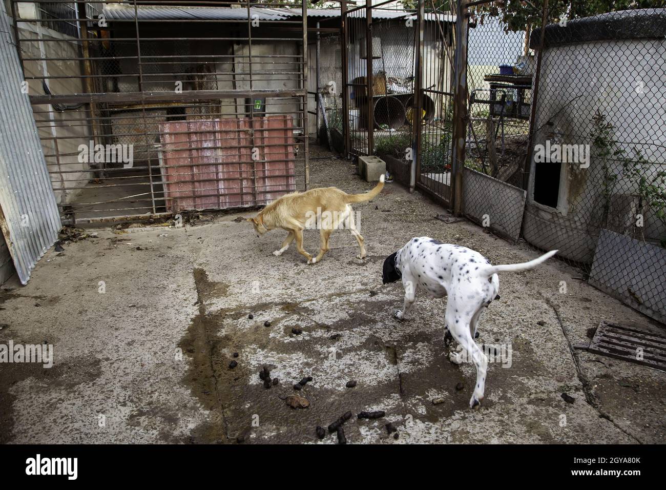 Detail of domestic animals locked in a cage, pets for adoption Stock ...