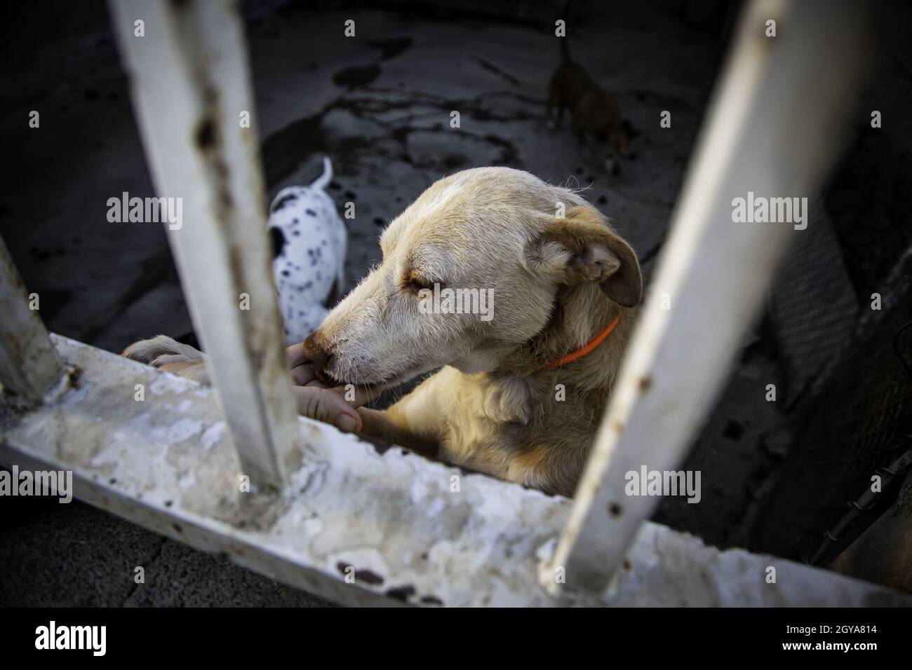 Detail of domestic animals locked in a cage, pets for adoption Stock ...