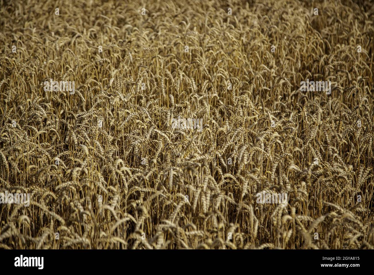 Wheat cereal in a crop field, healthy food and environmental ...