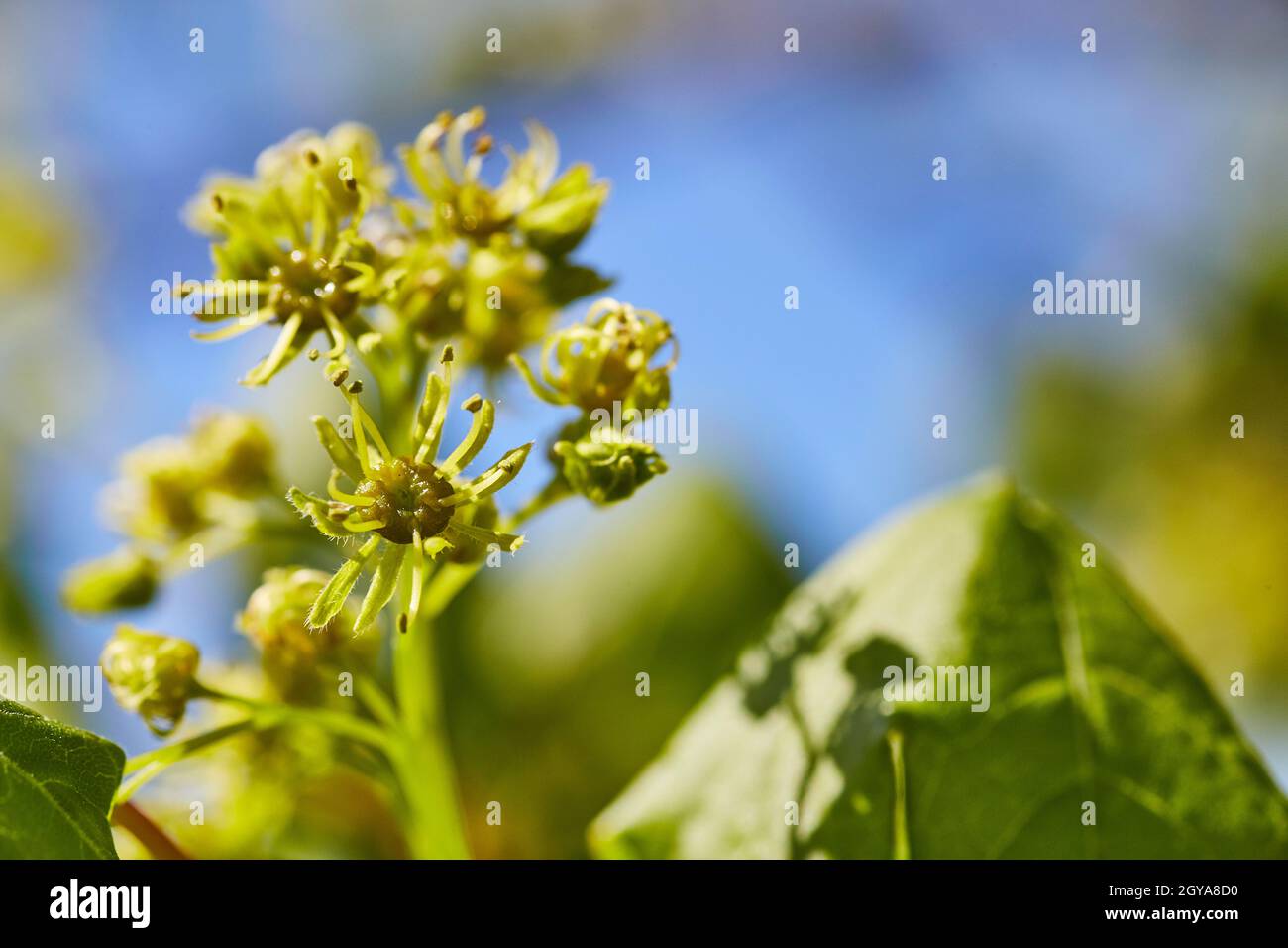 Several green buds and seeds sprouting in spring Stock Photo - Alamy